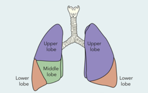 POSITION: LEFT SIDE-LYING – CF Physio